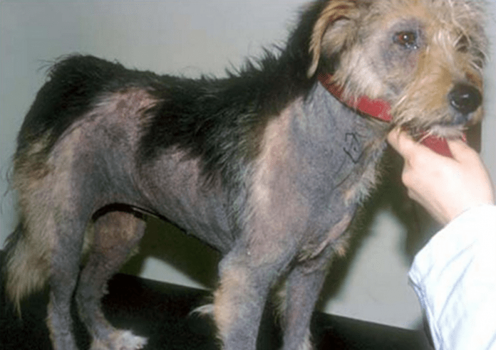 MALASSÉZIA: PRESENÇA EM 99% DOS CÃES - Meu Pet Saudável